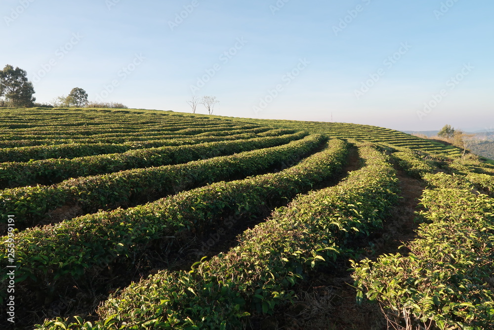 Unique background with fresh green tea leaves, tea hill, lonely tree ...