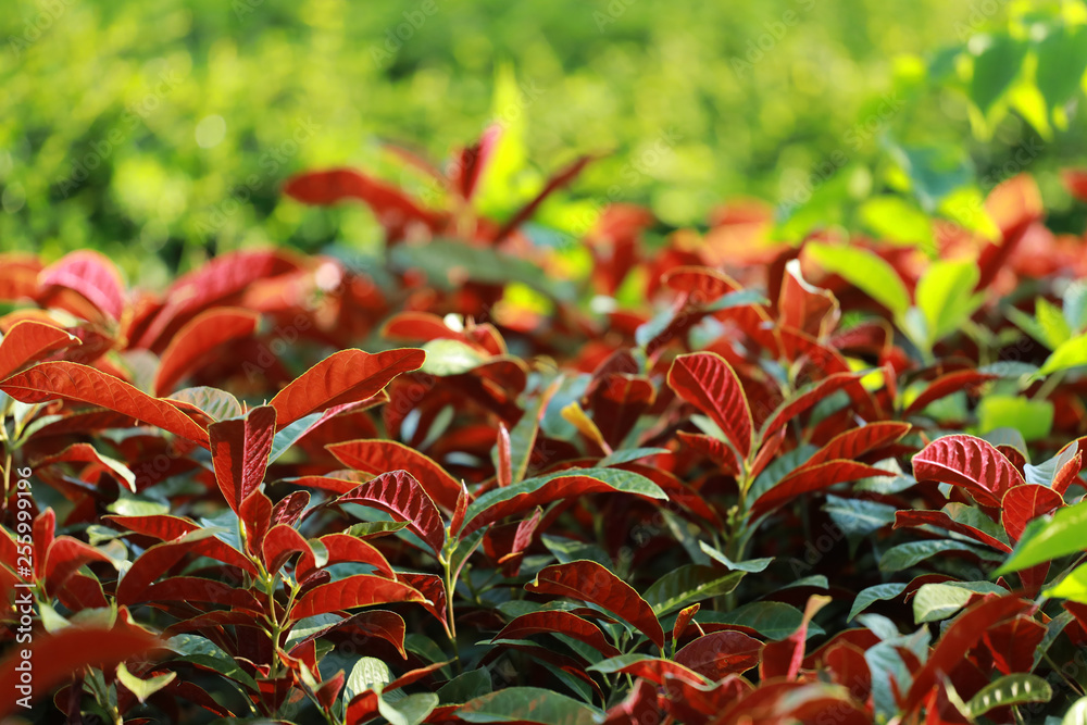 Picara or Excoecaria cochinchinensis Lour. var. cochinchinensis Stock ...