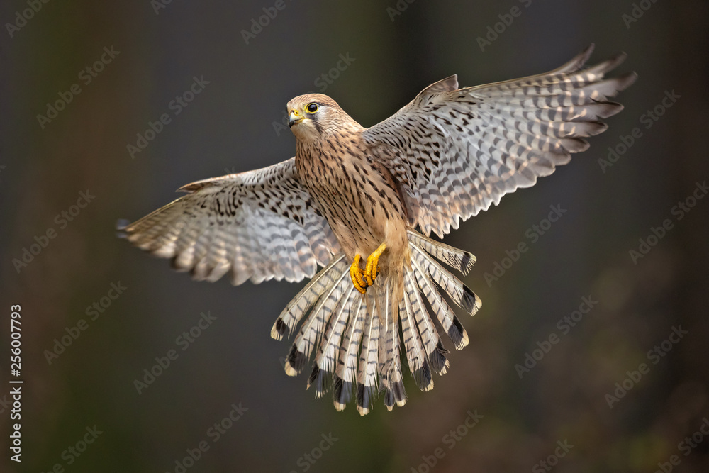 Poster Common kestrel (Falco tinnunculus) is a bird of prey species ...