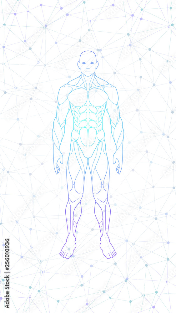 contour shape human body anatomy neon hologram projected at isolated on ...