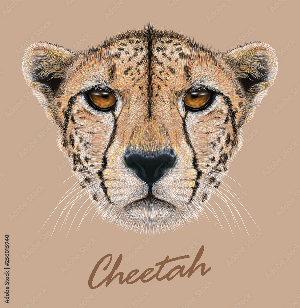 Cheetah animal cute face. Vector African wild fast cat head portrait ...
