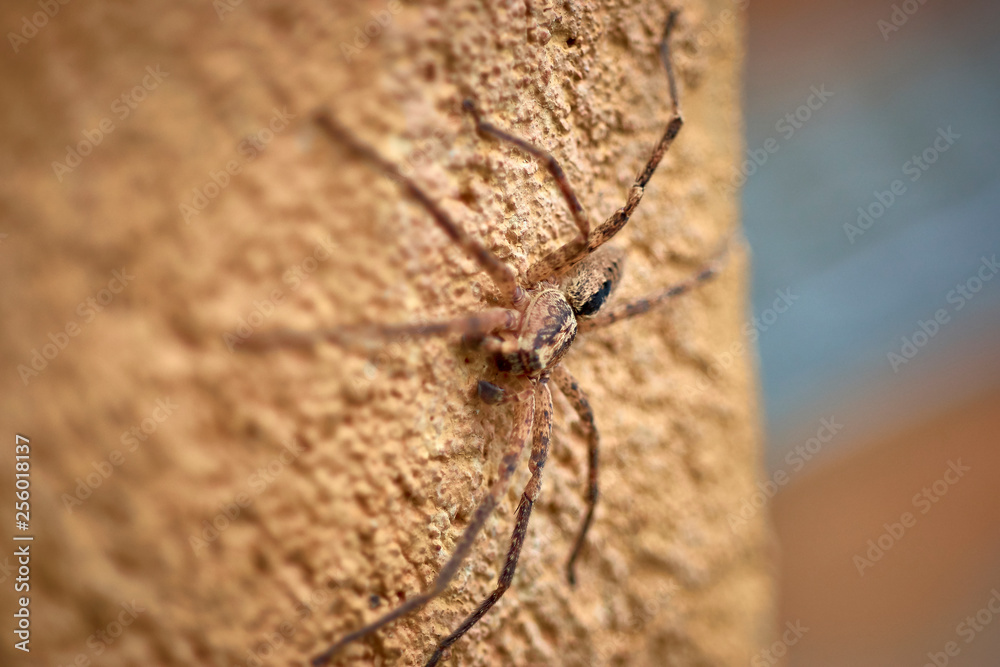 Spider species: Zoropsis spinimana. Family: Zoropsidae. Mediterranean ...