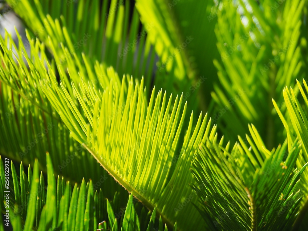Nice and orderly bright green of Cycas revoluta. Other names : sago ...