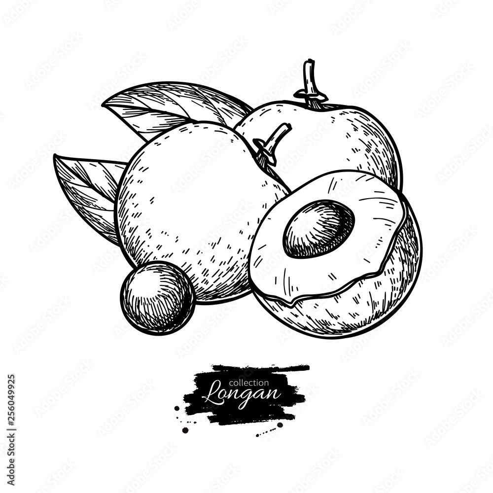 Longan Fruit Drawing