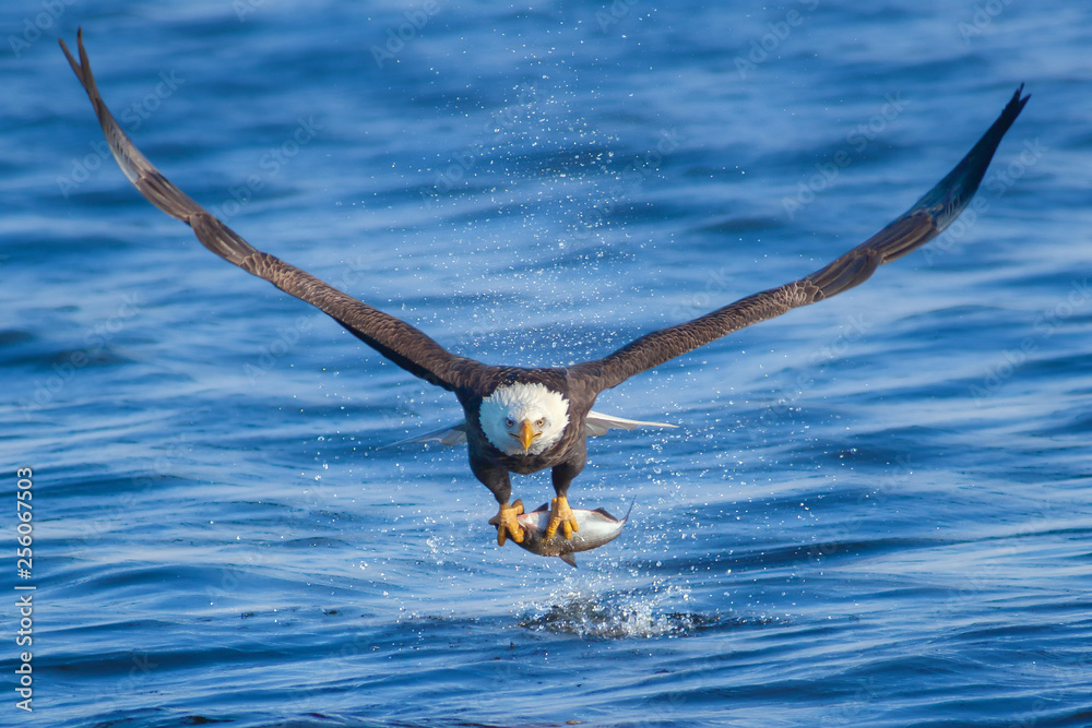 Bald eagle catching fish Stock Photo | Adobe Stock Bald eagle catching fish Stock Photo | Adobe Stock