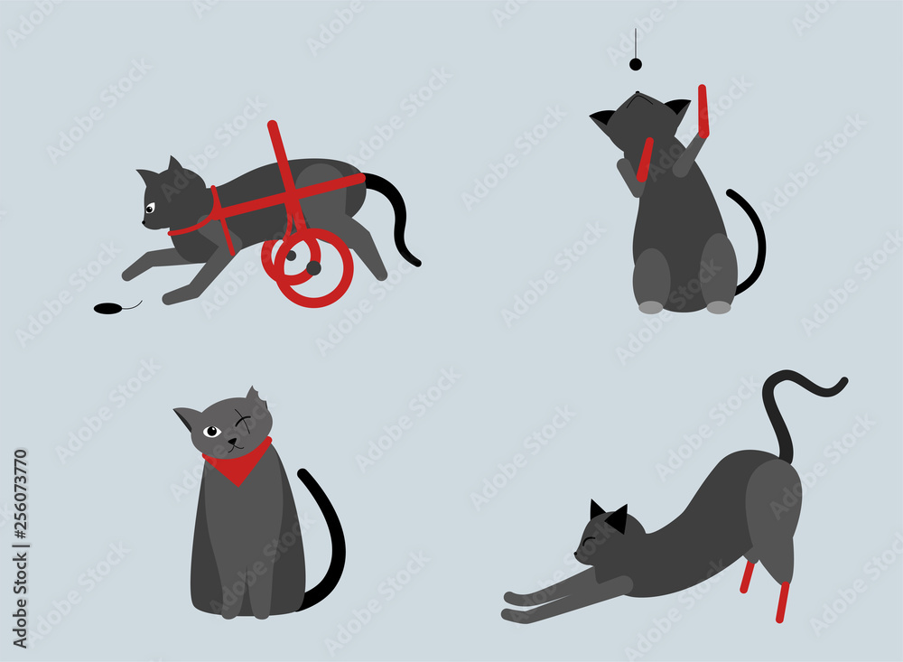 Collection of cute cats with disabilities. A bunch of happy pets or ...