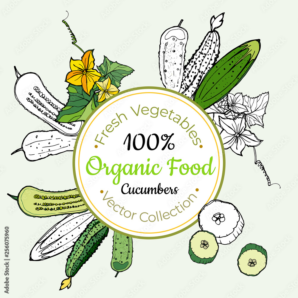 Cucumber vegetable groceries vintage vector sticker, poster, label ...