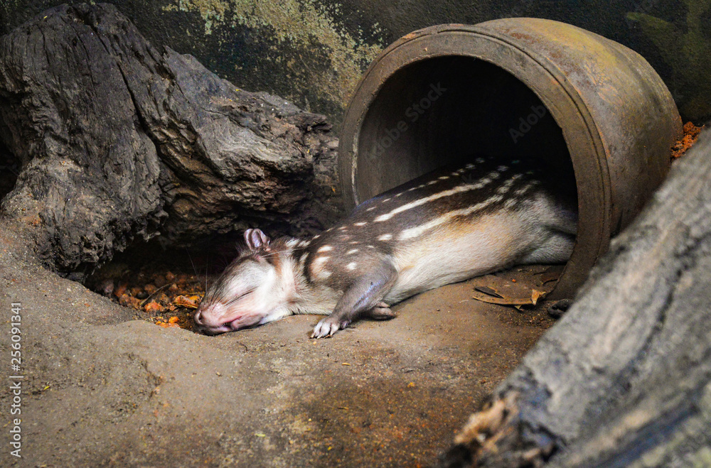 Cuniculus spotted paca mammals of south america Stock Photo | Adobe Stock