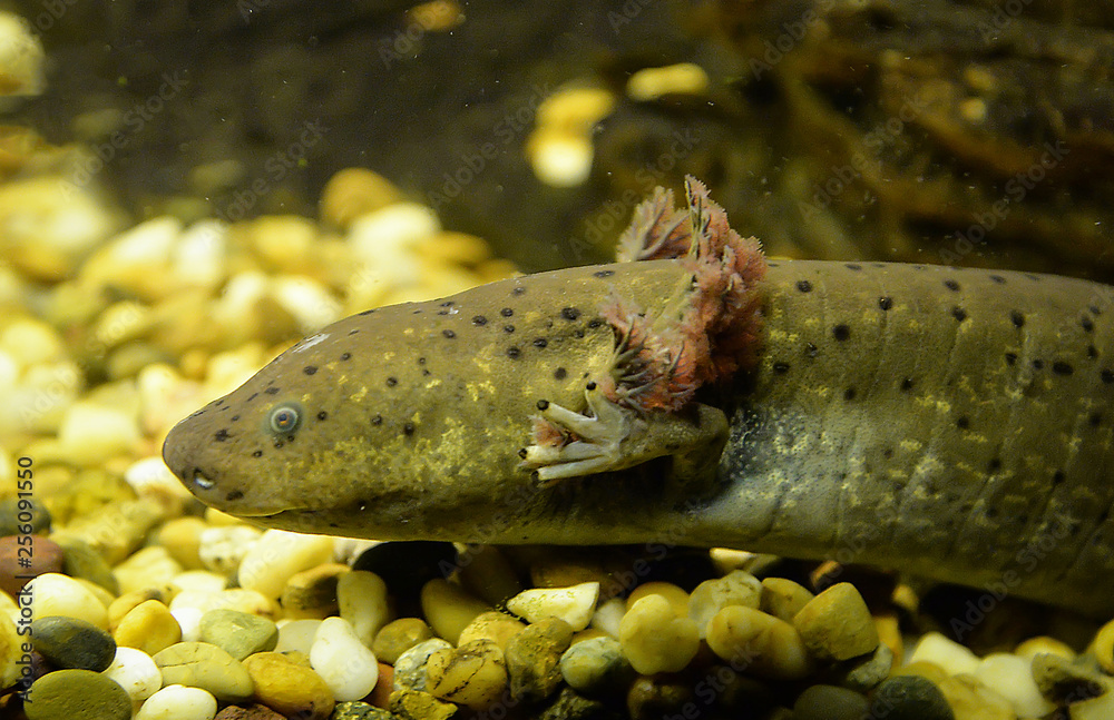 Axolotl swimming underwater photography of brown Salamande marine life ...