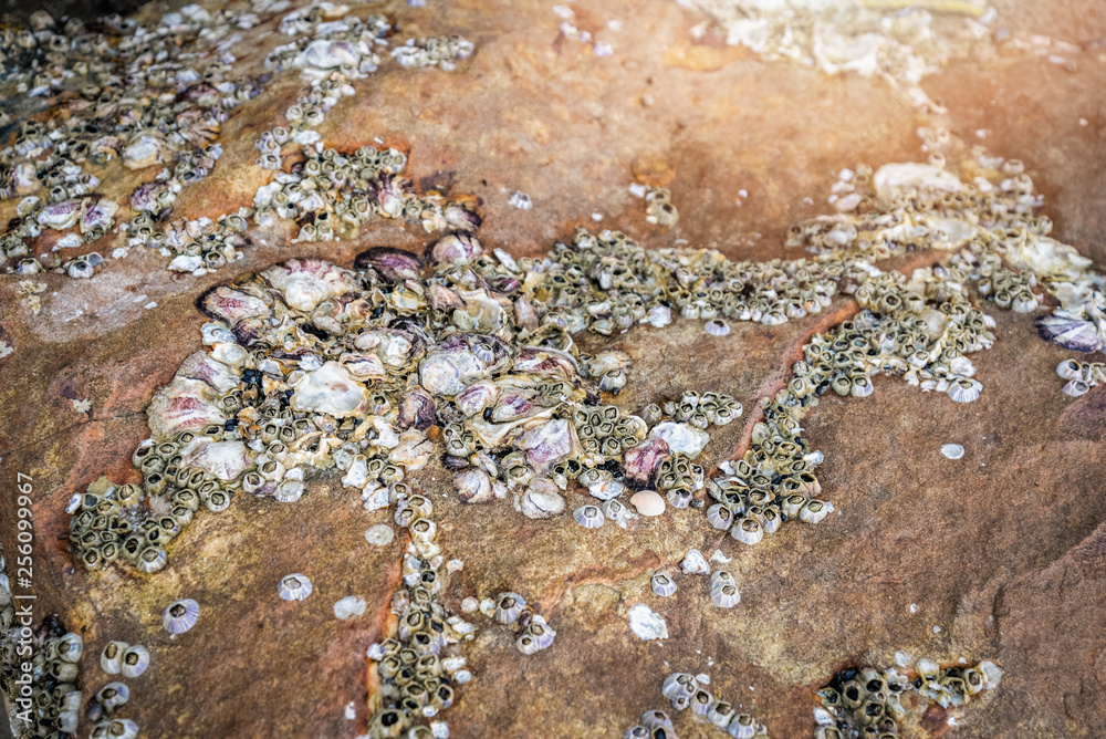 Barnacles on rock dry shellfish dead on the ocean beach / barnacles ...