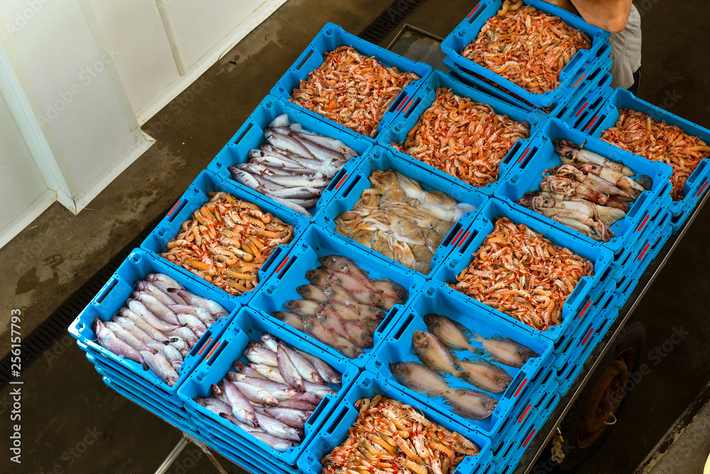 Blue plastic containers with catch of sea fish, shrimp, octopus, squid ...
