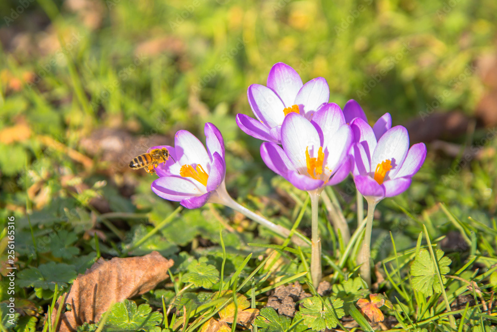 Late Winter Early Spring Wallpaper