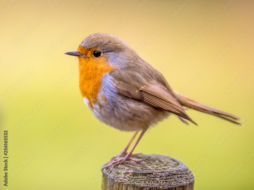 Cute Red Robin with bright background Stock Photo | Adobe Stock
