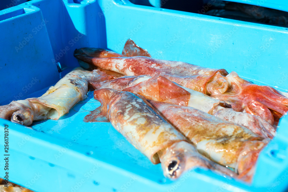 Foto de Blue plastic containers with catch of squids, kalmar, sea ...