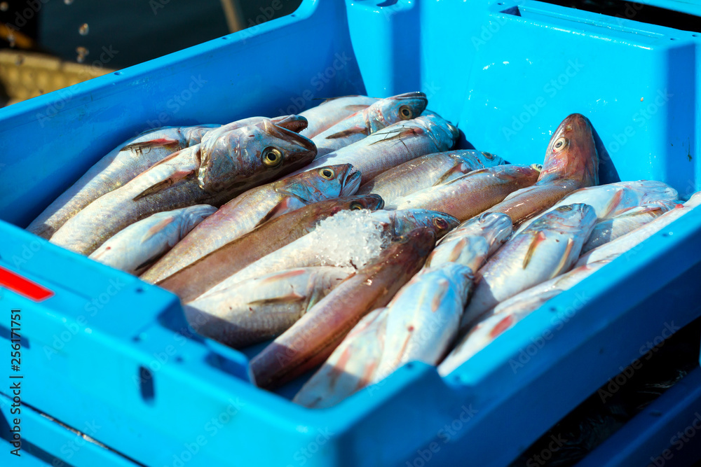 Blue plastic containers with catch of sea fish, ocean delicacies ...