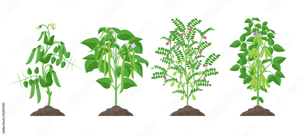 Legume plants with ripe fruits growing from soil isolated on white ...