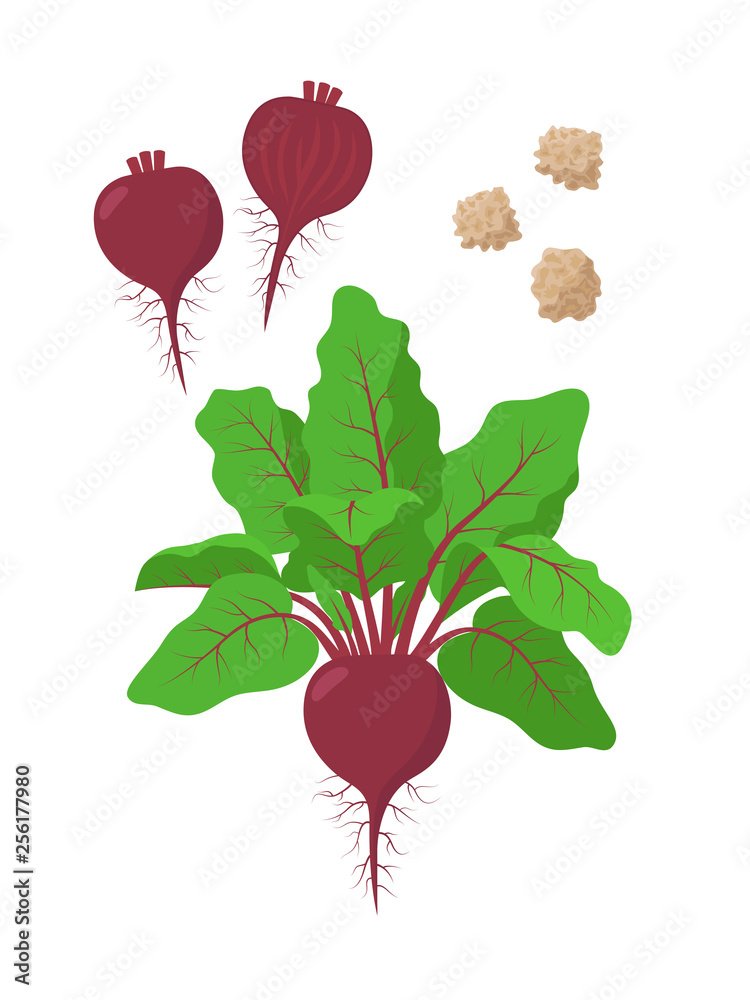 Beetroot with green foliage, seeds and sliced beet fruit vector ...