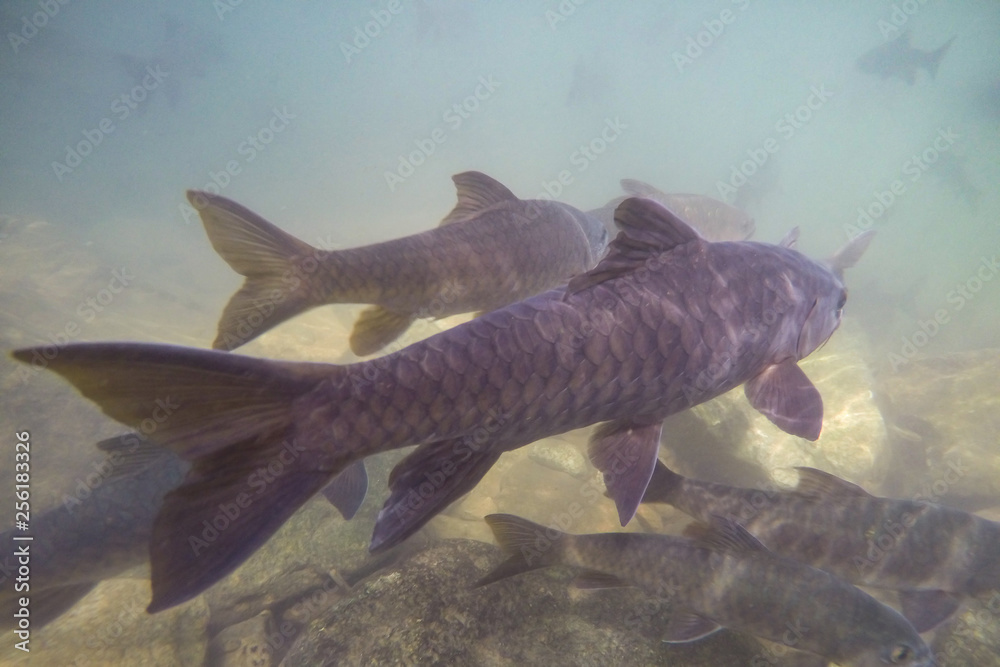 Fotografia do Stock: Underwater fish,Mahseer barb,fish live in various ...