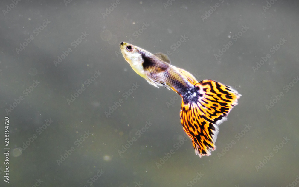 Guppy in freshwater aquarium. Poecilia reticulata. Stock Photo | Adobe ...