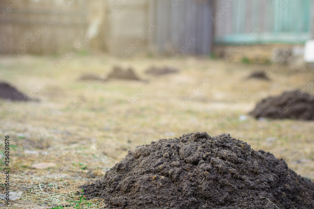 Earth mound of a mole on the garden, mound of a mole on the meadow ...
