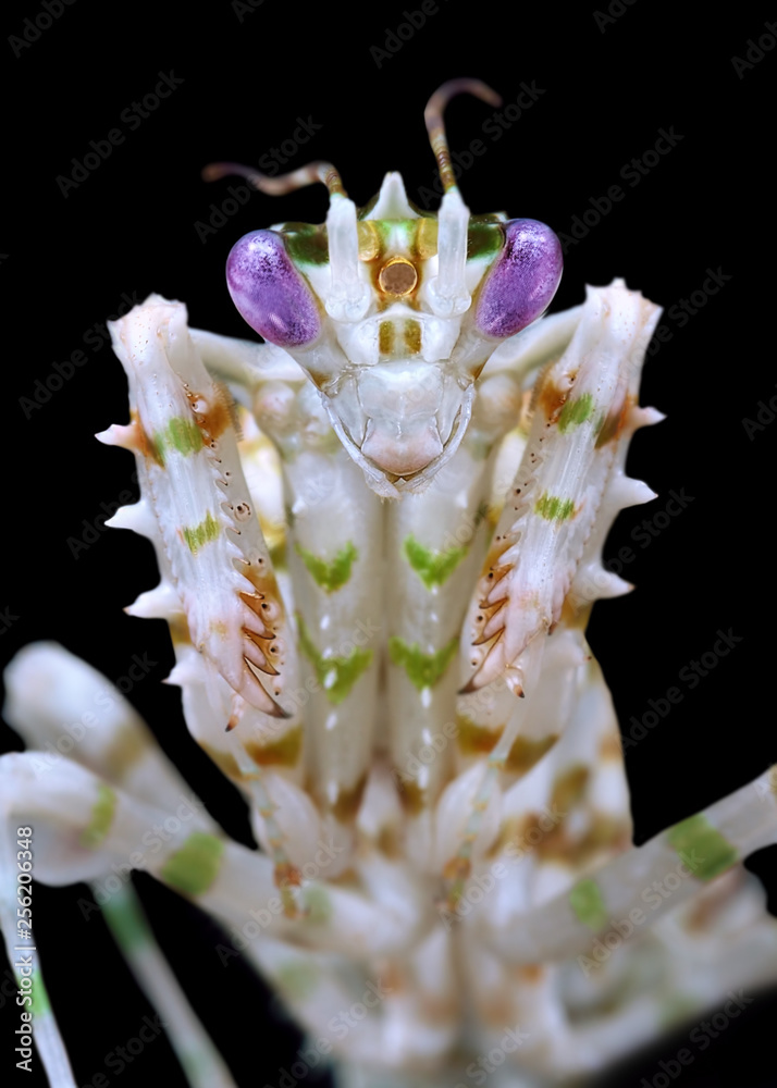 Spiny Flower Mantis Purple