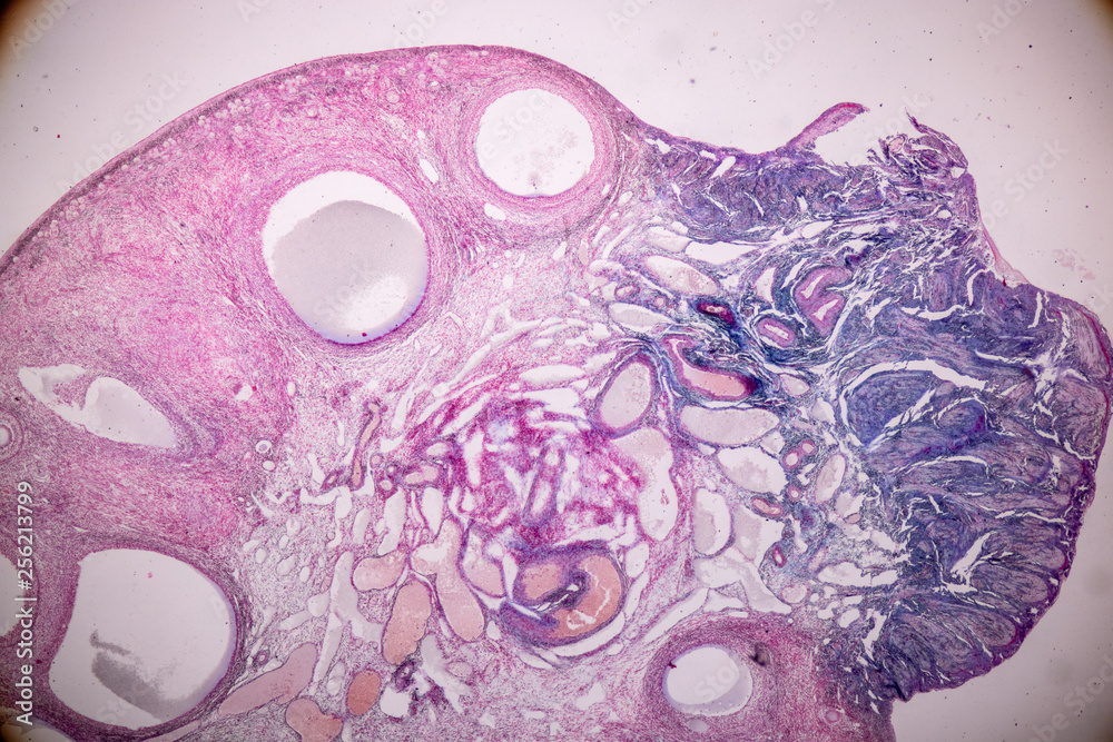 Education anatomy and Histological sample Ovary of rabbit Tissue under ...
