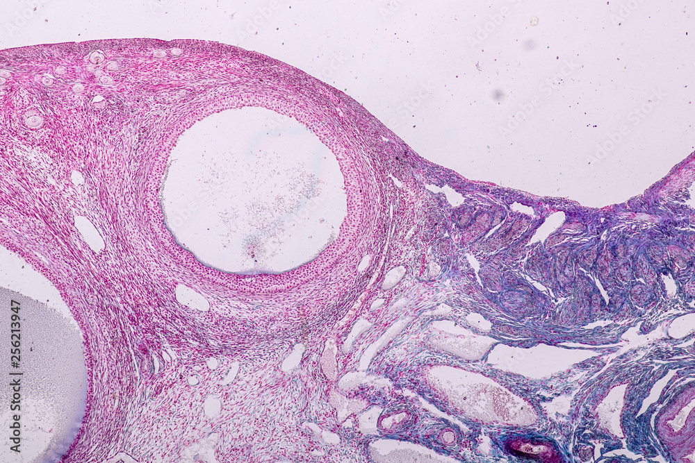 Education anatomy and Histological sample Ovary of rabbit Tissue under ...