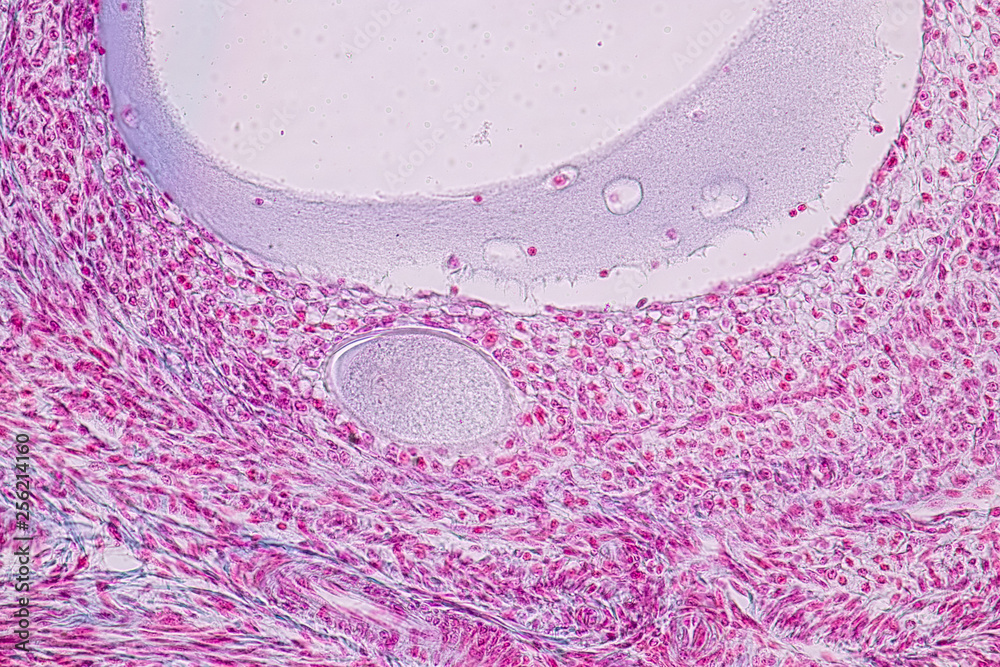Education anatomy and Histological sample Ovary of rabbit Tissue under ...