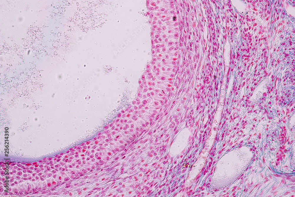 Education anatomy and Histological sample Ovary of rabbit Tissue under ...