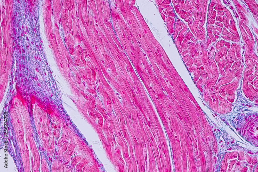 Cardiac Muscle Tissue Under Microscope