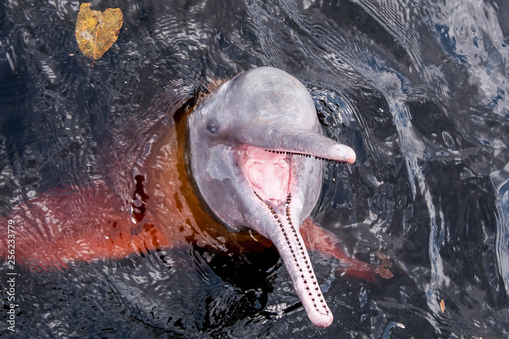 Boto Cor de Rosa ou Boto Vermelho no rio Negro. Manaus, Amazonas ...