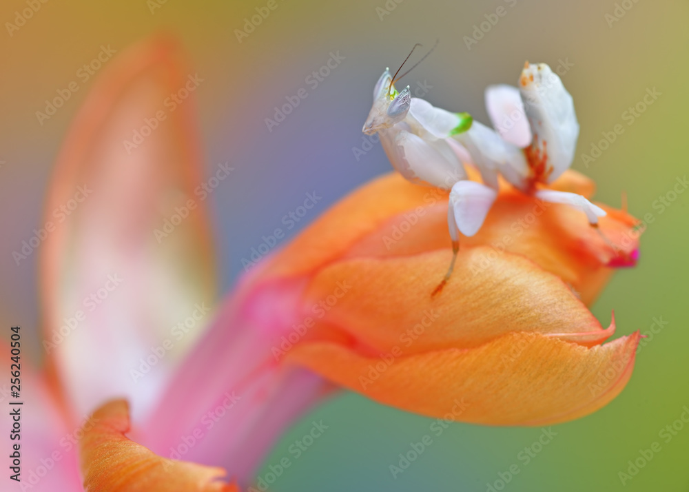 Hymenopus coronatus macro, amazing nymph of orchid mantis Stock Photo ...