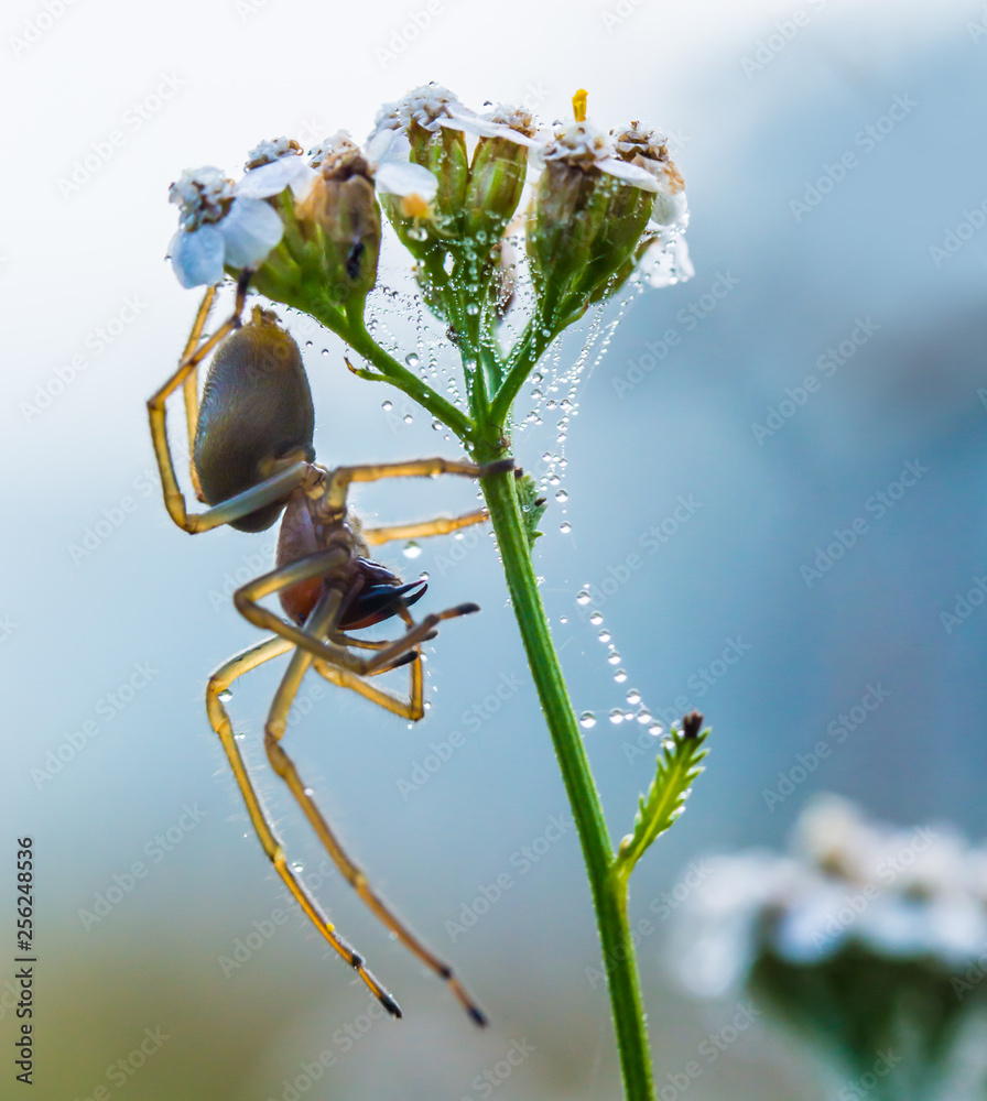 A dangerous poison spider sits on a plant (Cheiracanthium punctorium ...