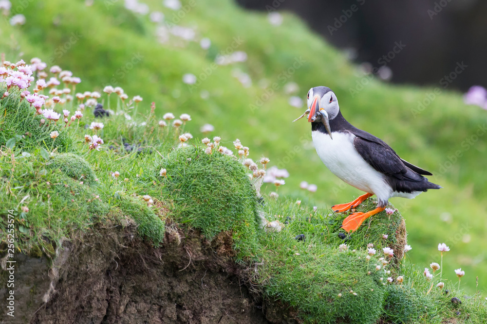 Puffin bringing fish to a nest on Shetland Island for its chicks Stock ...