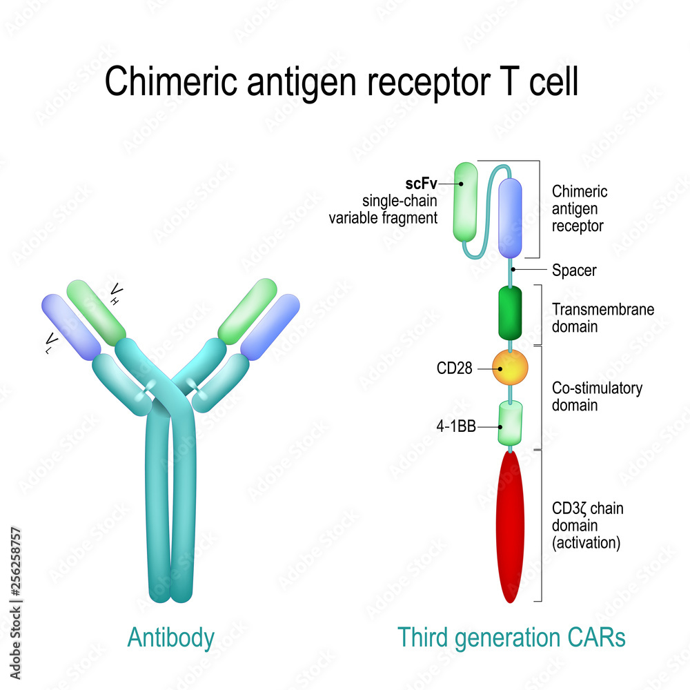 Chimeric antigen receptor T cell and Antibody molecule. IgE and CAR ...