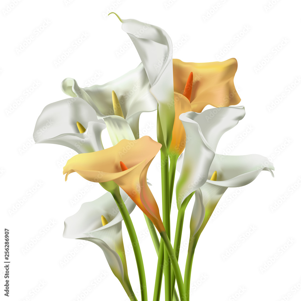 realistic Kala flower. for design of leaflets, banners. Colorful ...