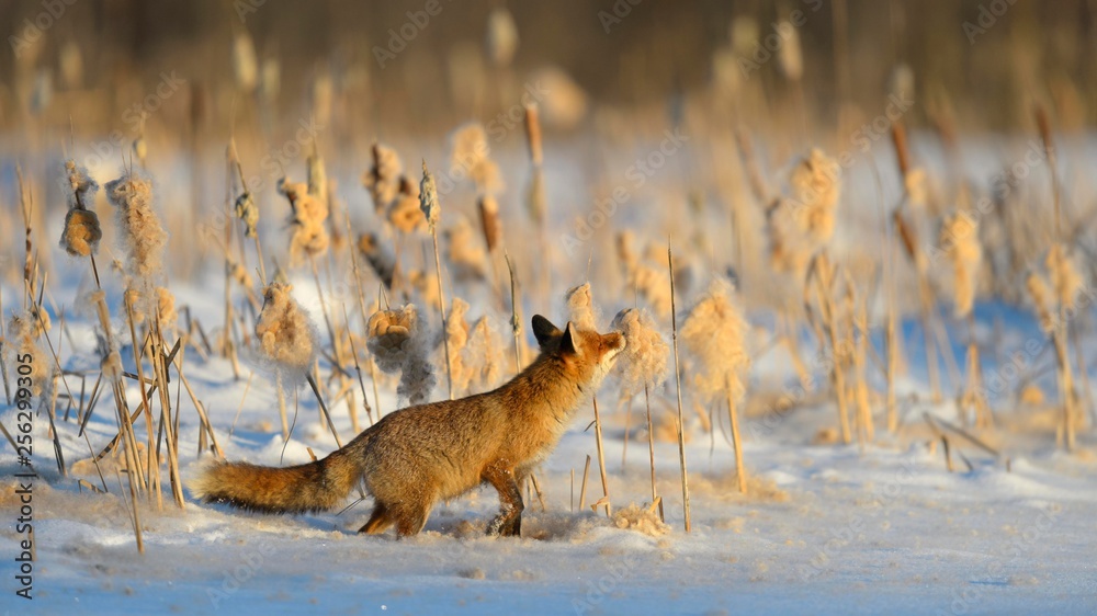 Red fox (Vulpes vulpes) in the snow on a frozen lake, sniffing the seed ...