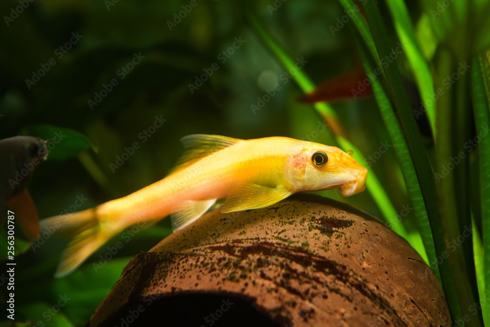 orange algae eater, Gyrinocheilus, freshwater cypriniform fish, golden ...