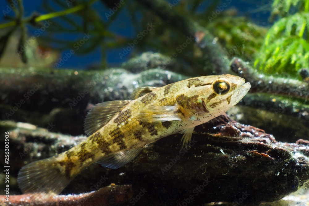 juvenile freshwater fish Chinese sleeper, Perccottus glenii, resting on ...