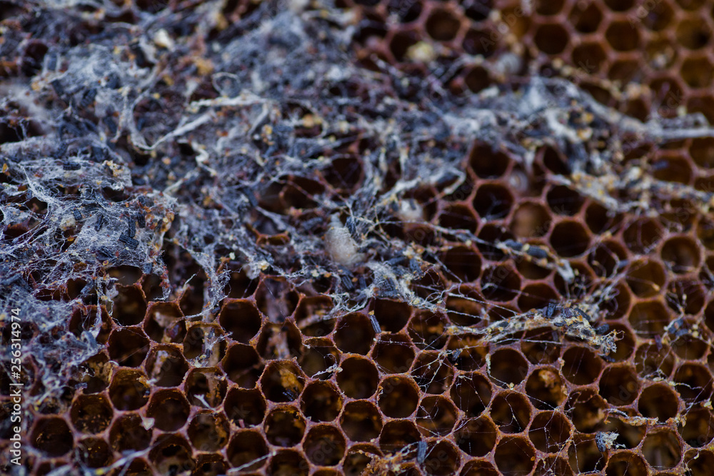 Wax moth larvae on an infected bee nest. cover of the hive is infected ...