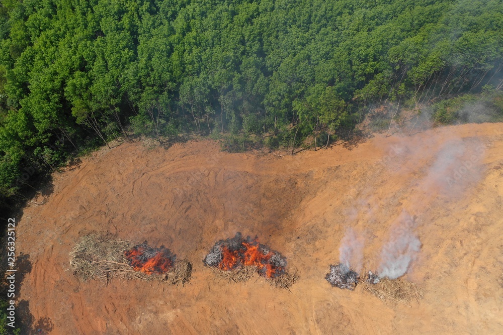 Deforestation. Logging and burning rainforest. Forest fire ...