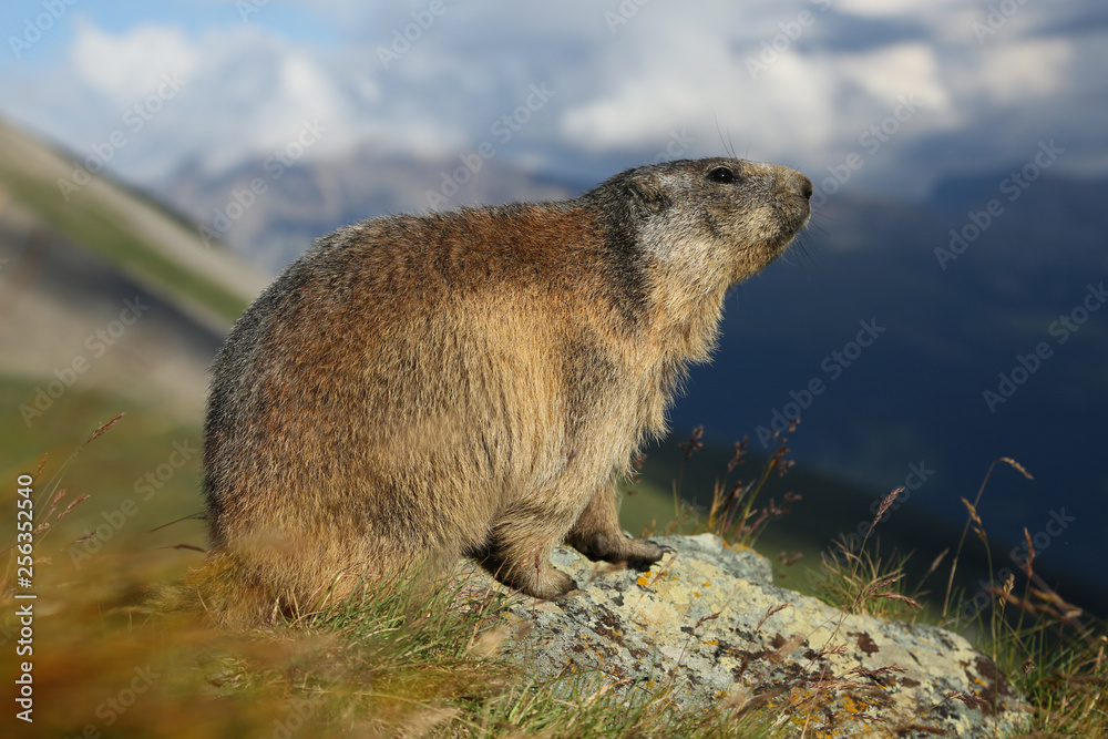 Alpenmurmeltier in den Alpen Stock Photo | Adobe Stock