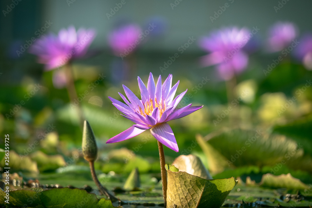 Pink water Lily, or lotus Flower, floating in pool below Singapore's ...