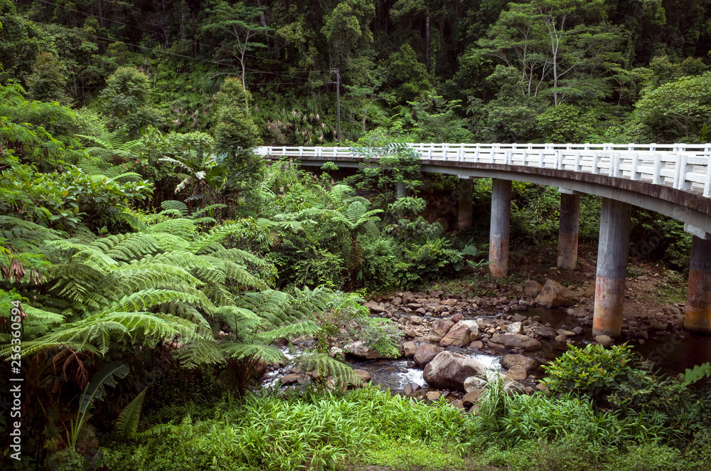 Jungle bridge road over fern creek - Silago, Leyte - Philippines Stock ...
