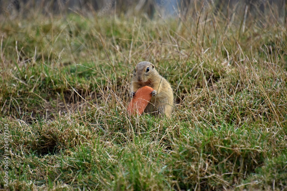 Sysel, one of the cutest creatures of our nature Stock-Foto | Adobe Stock