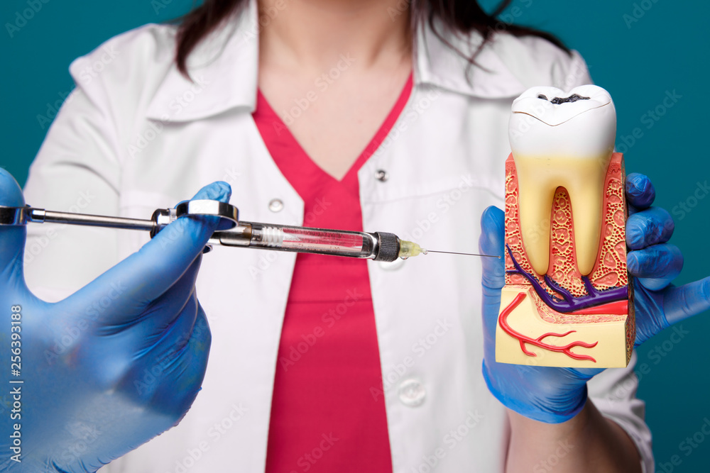 Dentist showing how to do anesthesia on the tooth model Stock Photo ...