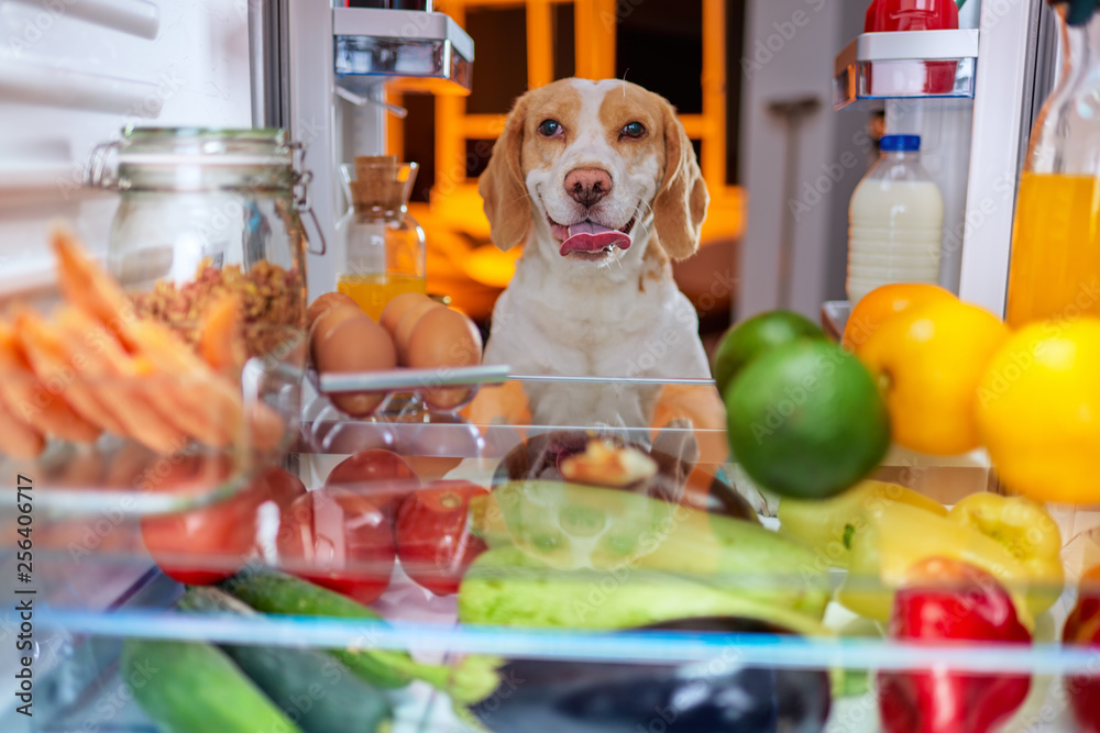 Dog stealing food from fridge. Picture taken from the iside of fridge ...
