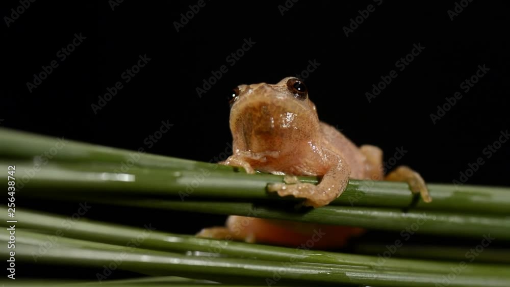 Spring Peeper frog on a clump of rush leaves in Raleigh North Carolina ...