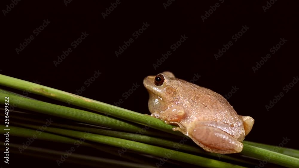 Spring Peeper frog on a clump of rush leaves in Raleigh North Carolina ...