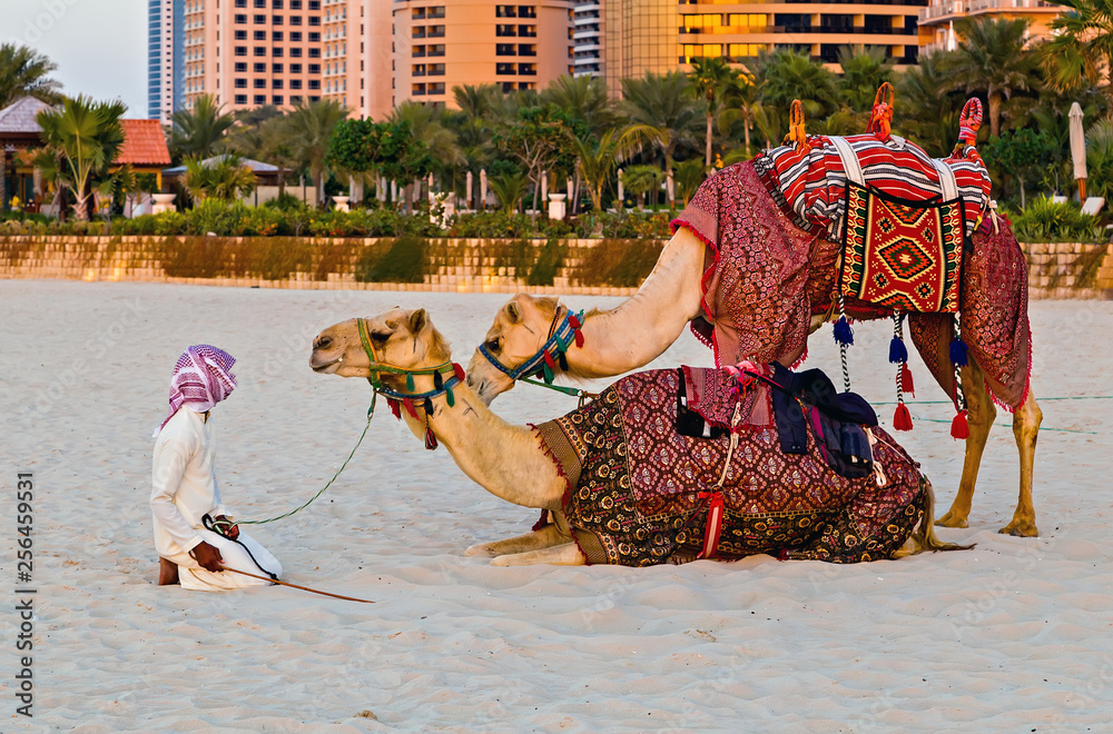 Camel rider on beach on Dubai Marina middle eastern guys Stock Photo ...